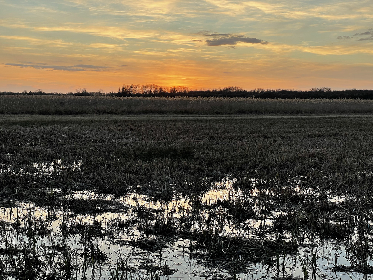 Listen to the Voices of the Fen – Live hydrophone stream – World ...